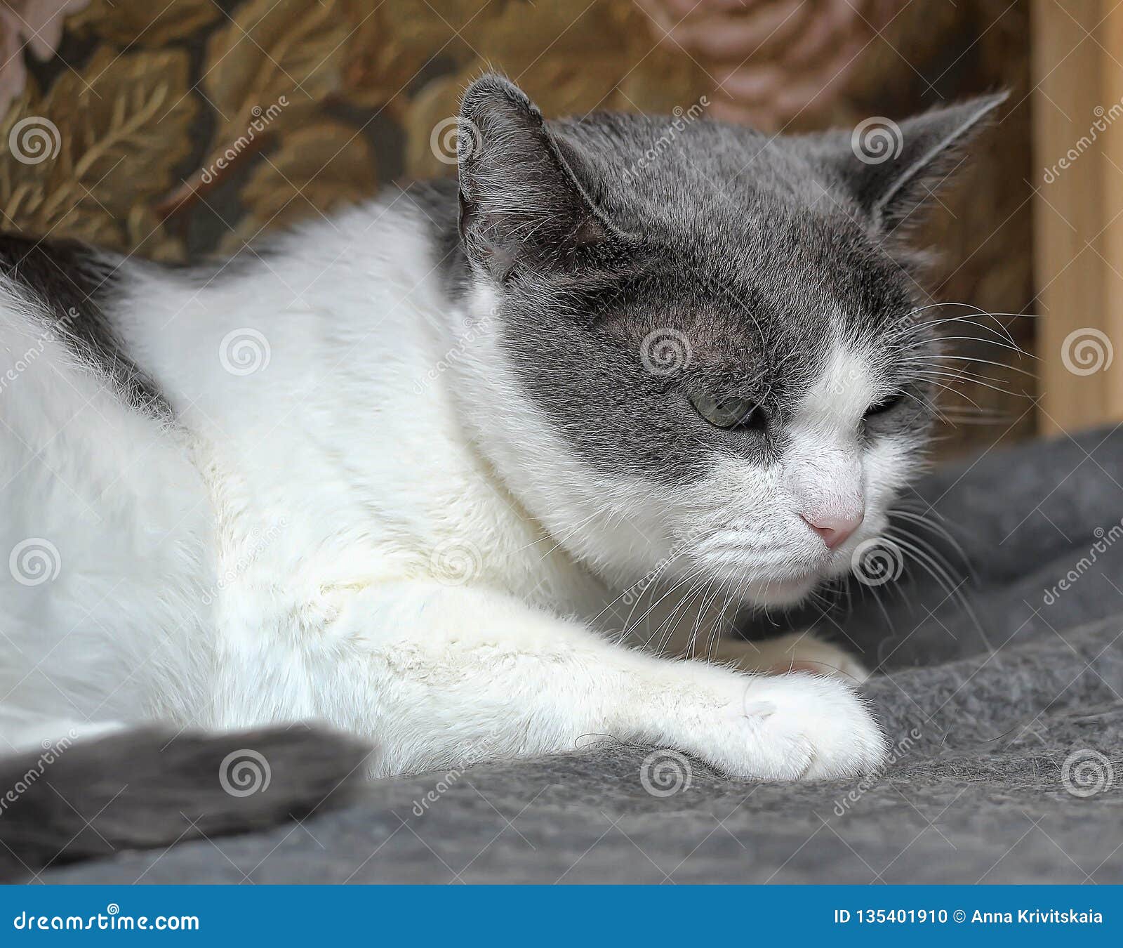 Gray with white sad cat stock photo. Image of calm, perplexed - 135401910