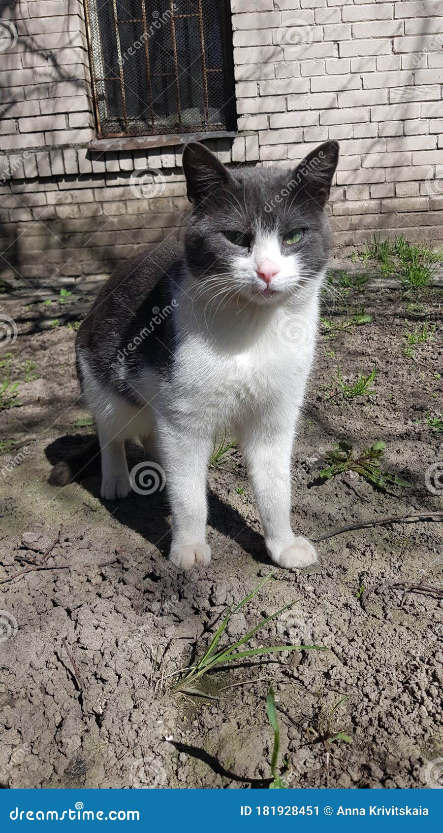 Gray and white stray cat stock image. Image of mammal - 181928451