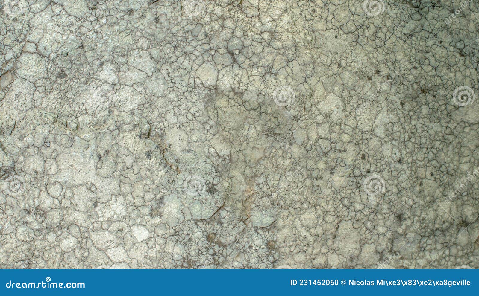 Tortoiseshell Texture Background Stock Photo | CartoonDealer.com #144190380