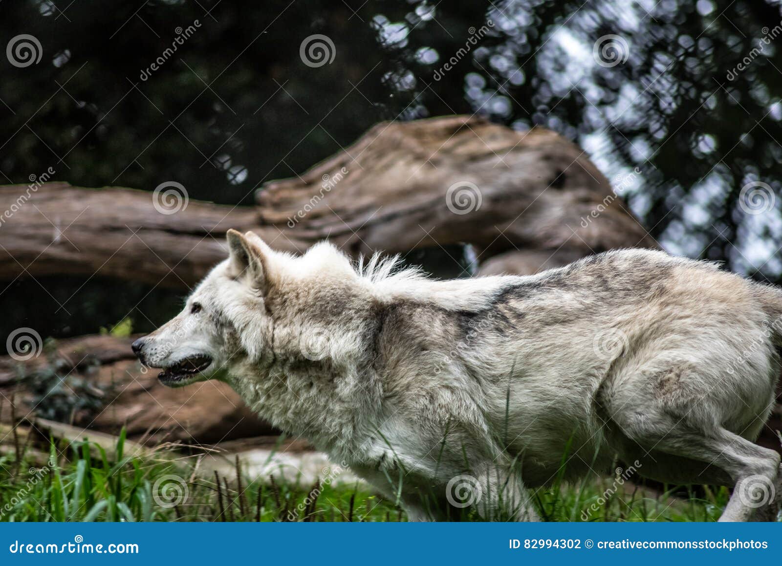 Gray And White Wolf Picture. Image: 82994302