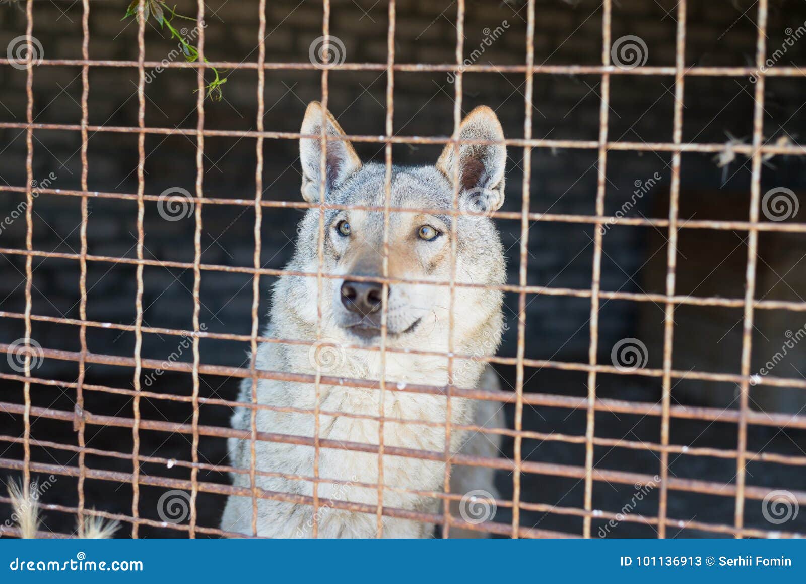 Gray Wicked Wolf in an Iron Cage in a Zoo. Life in Captivity. Stock ...