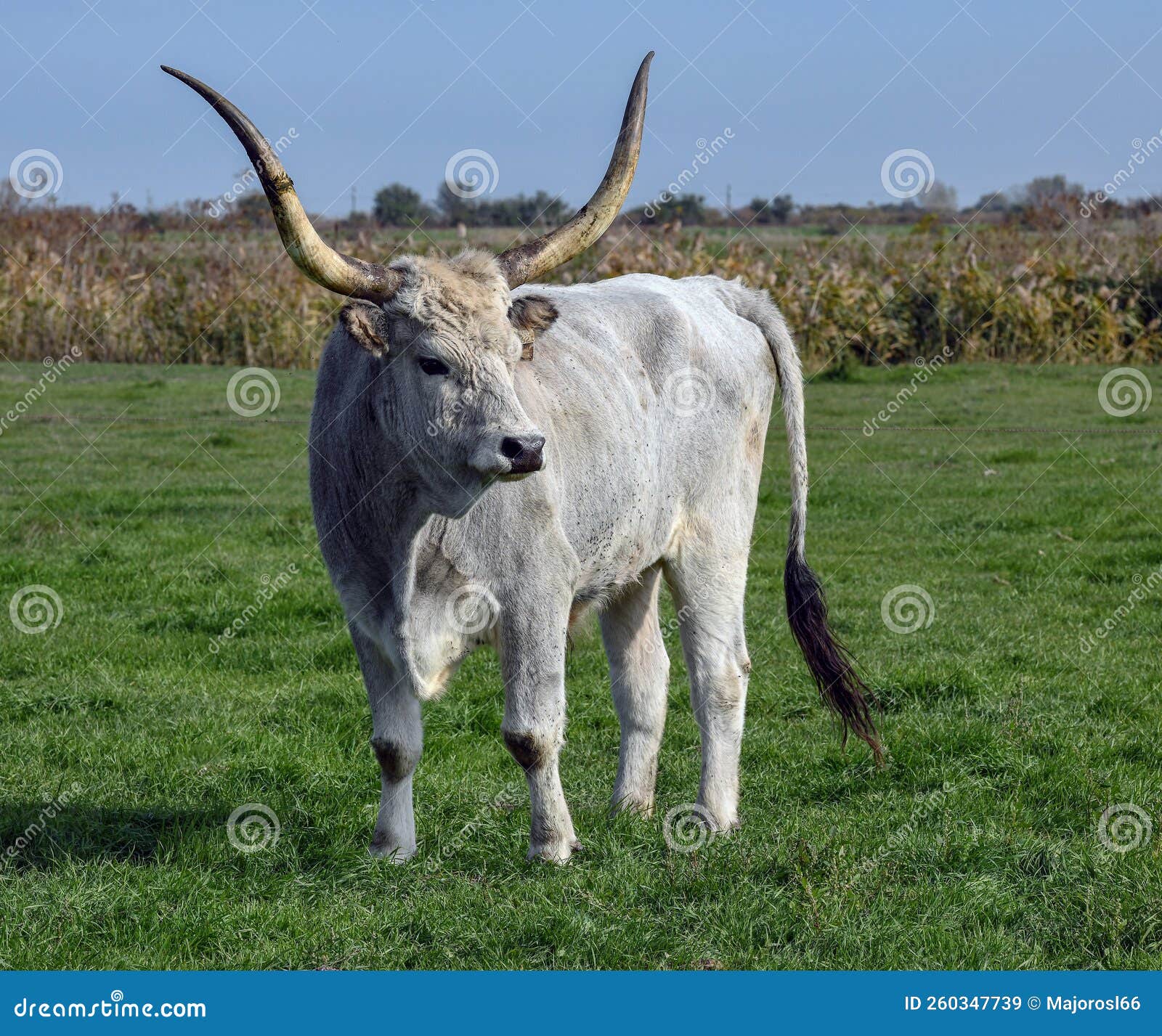 Gray Wild Cattle on the Meadow in Hortobagy Stock Image - Image of wild ...