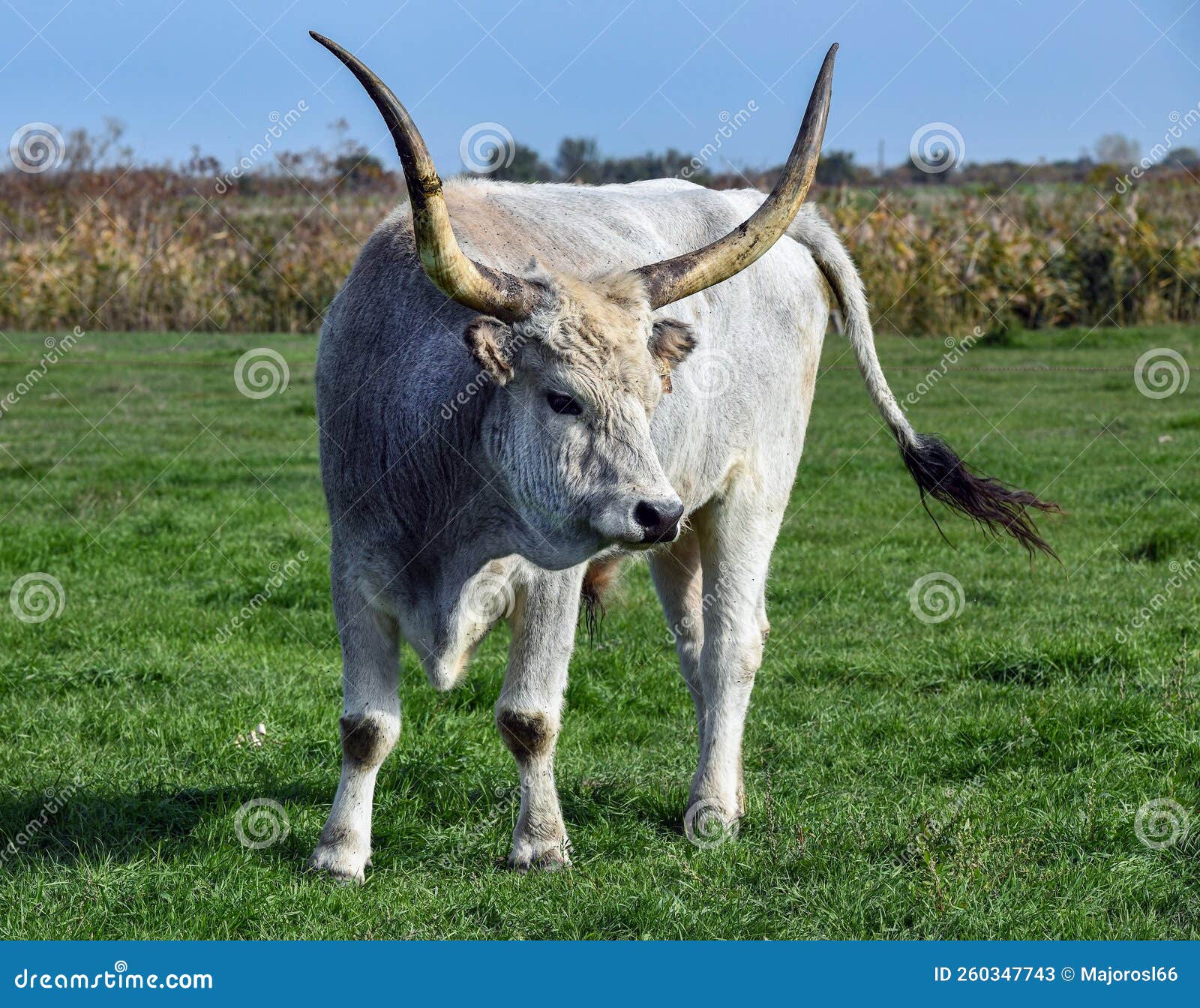Gray Wild Cattle on the Meadow in Hortobagy Stock Image - Image of cute ...