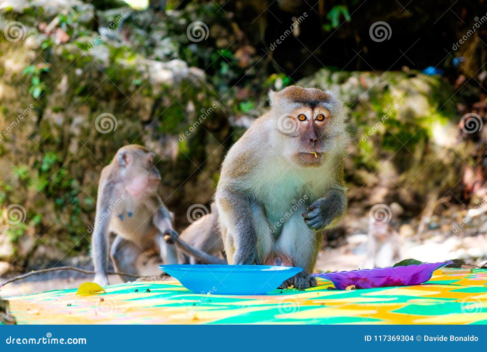 Gray Wild Macaque Monkey Climbing on Tree in Sumatra Rainforest Stock ...