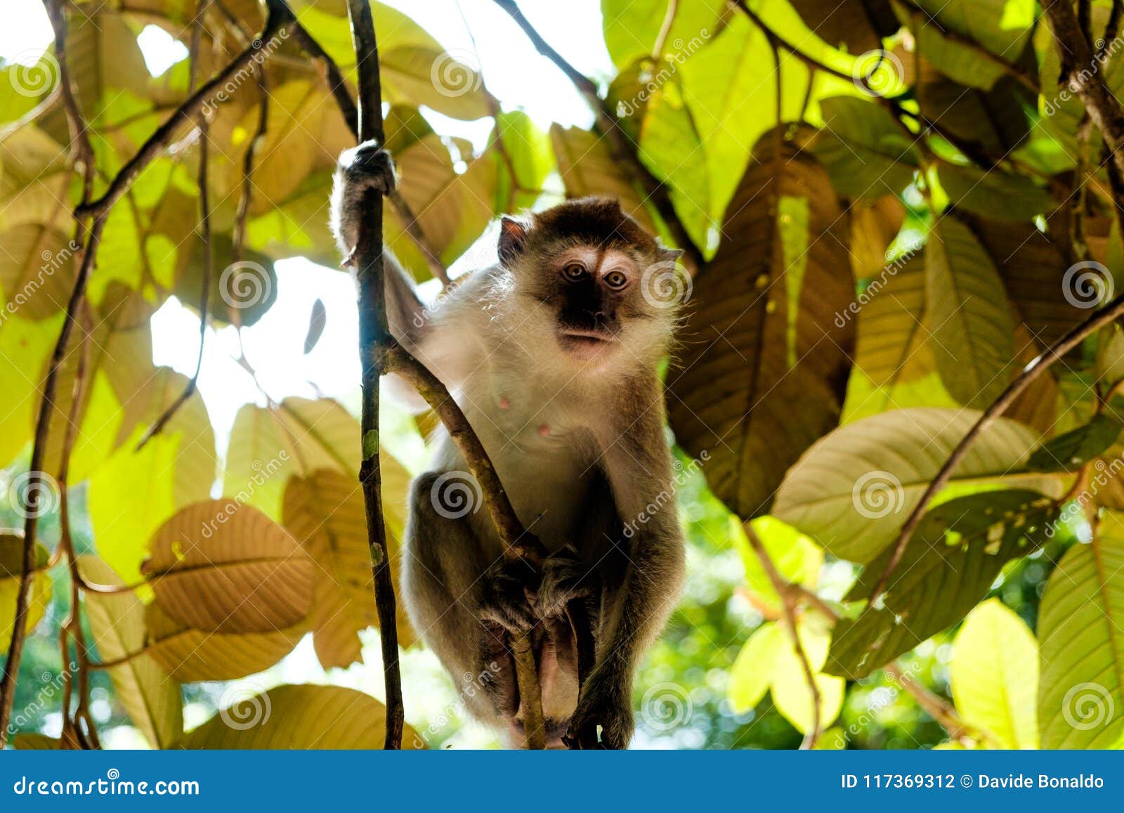 Gray Wild Macaque Monkey Climbing on Tree in Sumatra Rainforest Stock ...