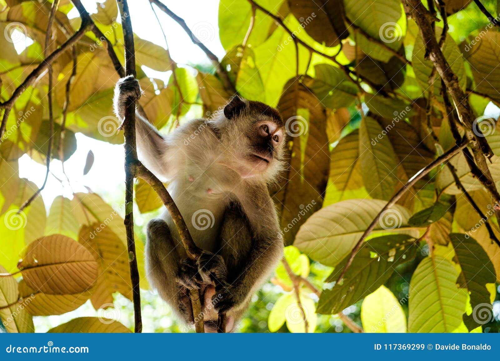 Gray Wild Macaque Monkey Climbing on Tree in Sumatra Rainforest Stock ...