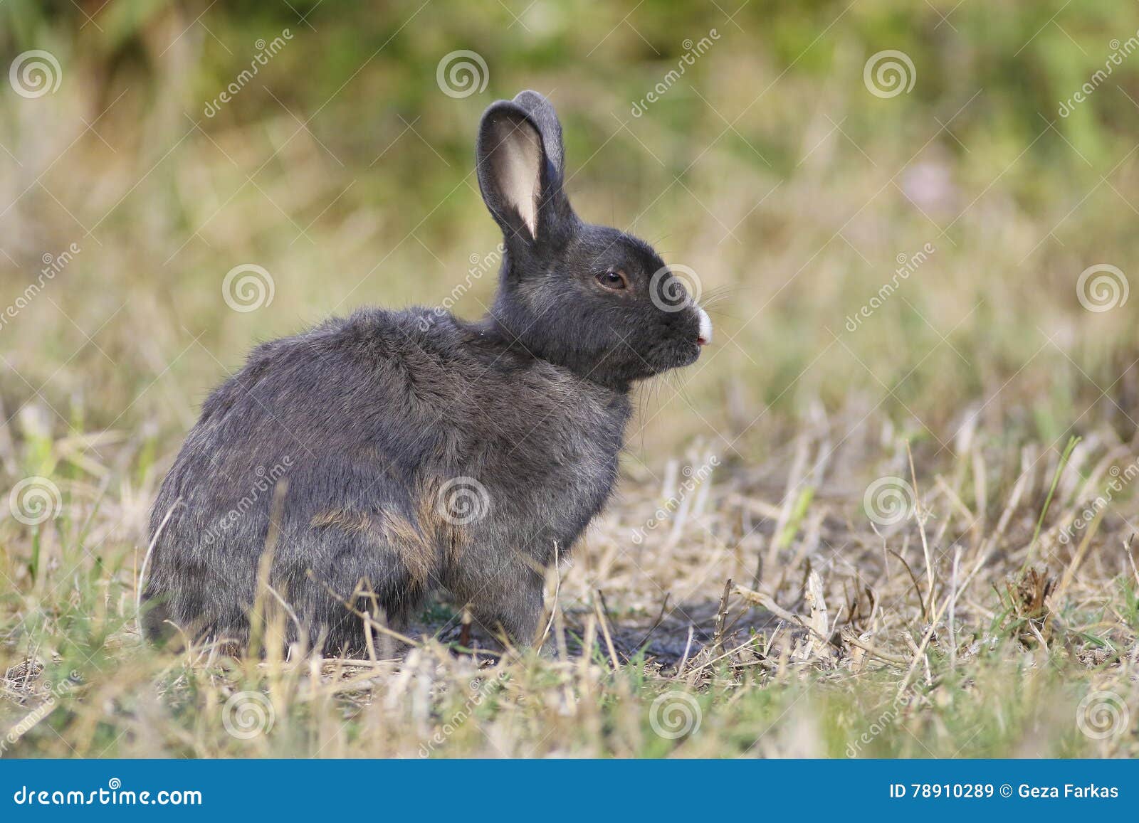 Gray Wild rabbit sitting stock image. Image of wildlife - 78910289