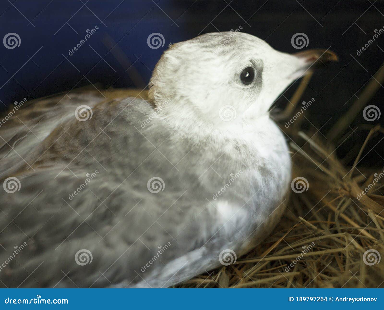 Gray-winged gull chick stock photo. Image of chick, spring - 189797264