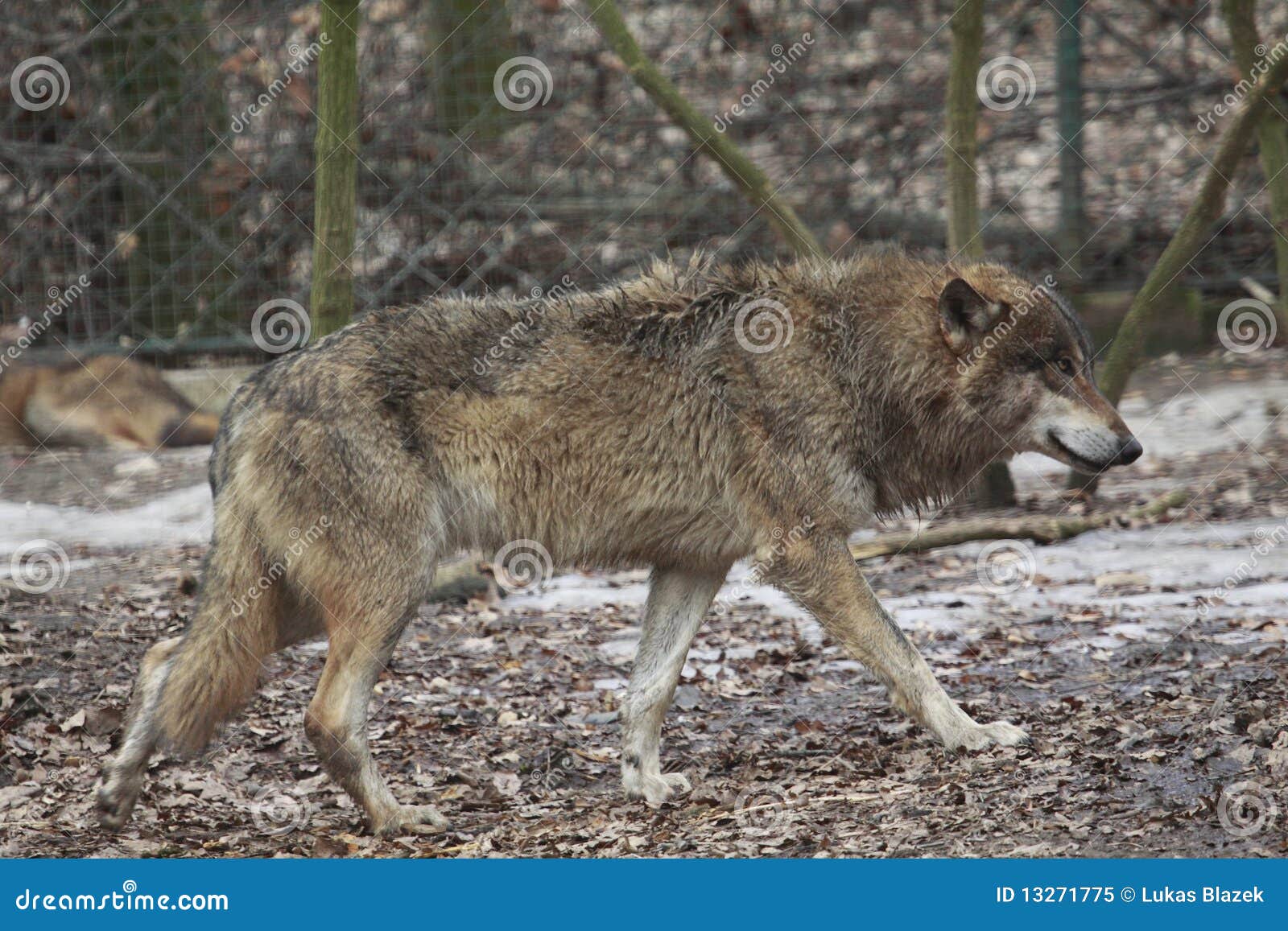 Gray wolf stock image. Image of prague, lupus, canidae - 13271775