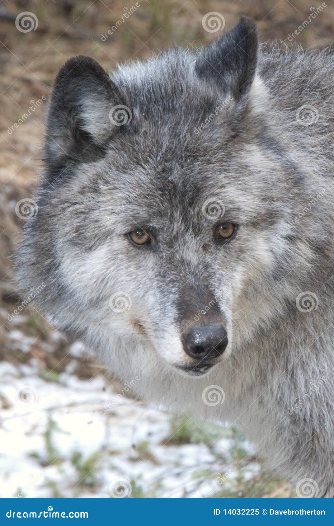 Gray wolf stock image. Image of grey, mammal, wild, wolf - 14032225