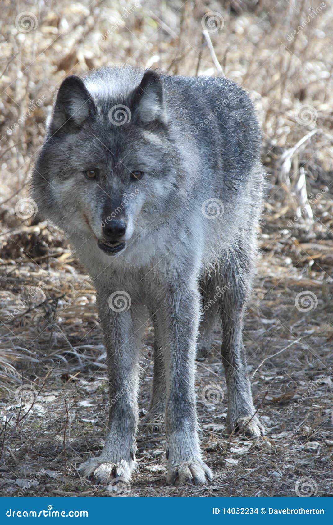 Gray wolf stock photo. Image of wildlife, wolves, jackal - 14032234