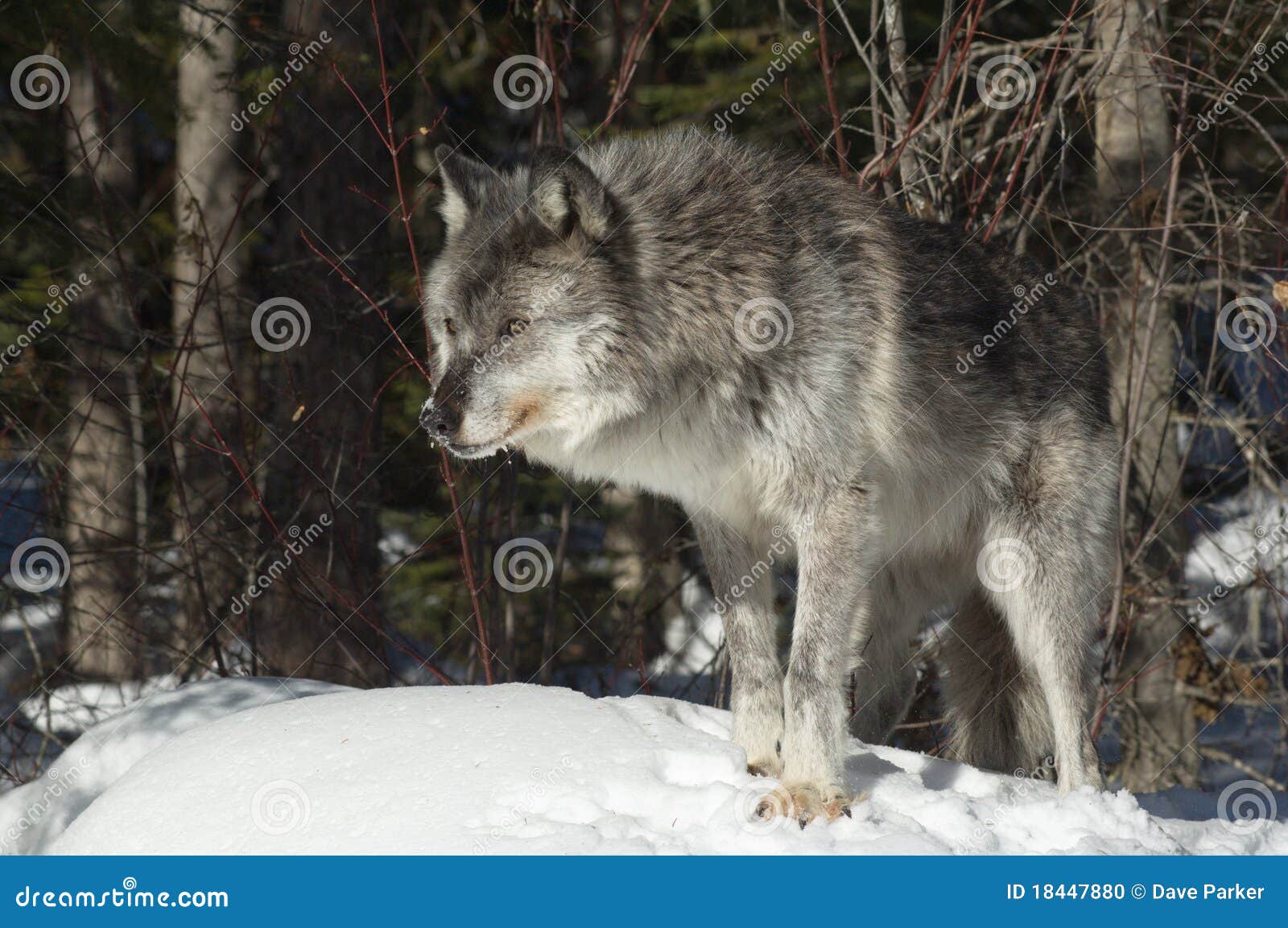 Gray Wolf stock photo. Image of nature, black, gray, wild - 18447880