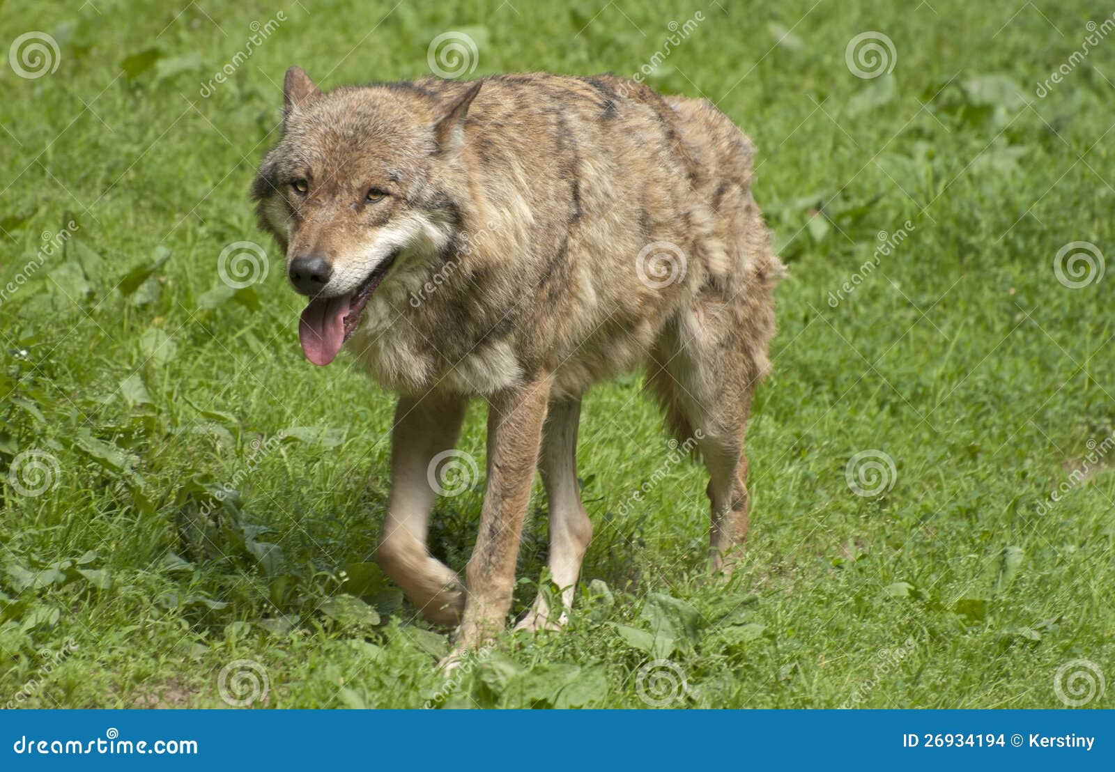 Gray wolf stock photo. Image of powerfully, long, gray - 26934194