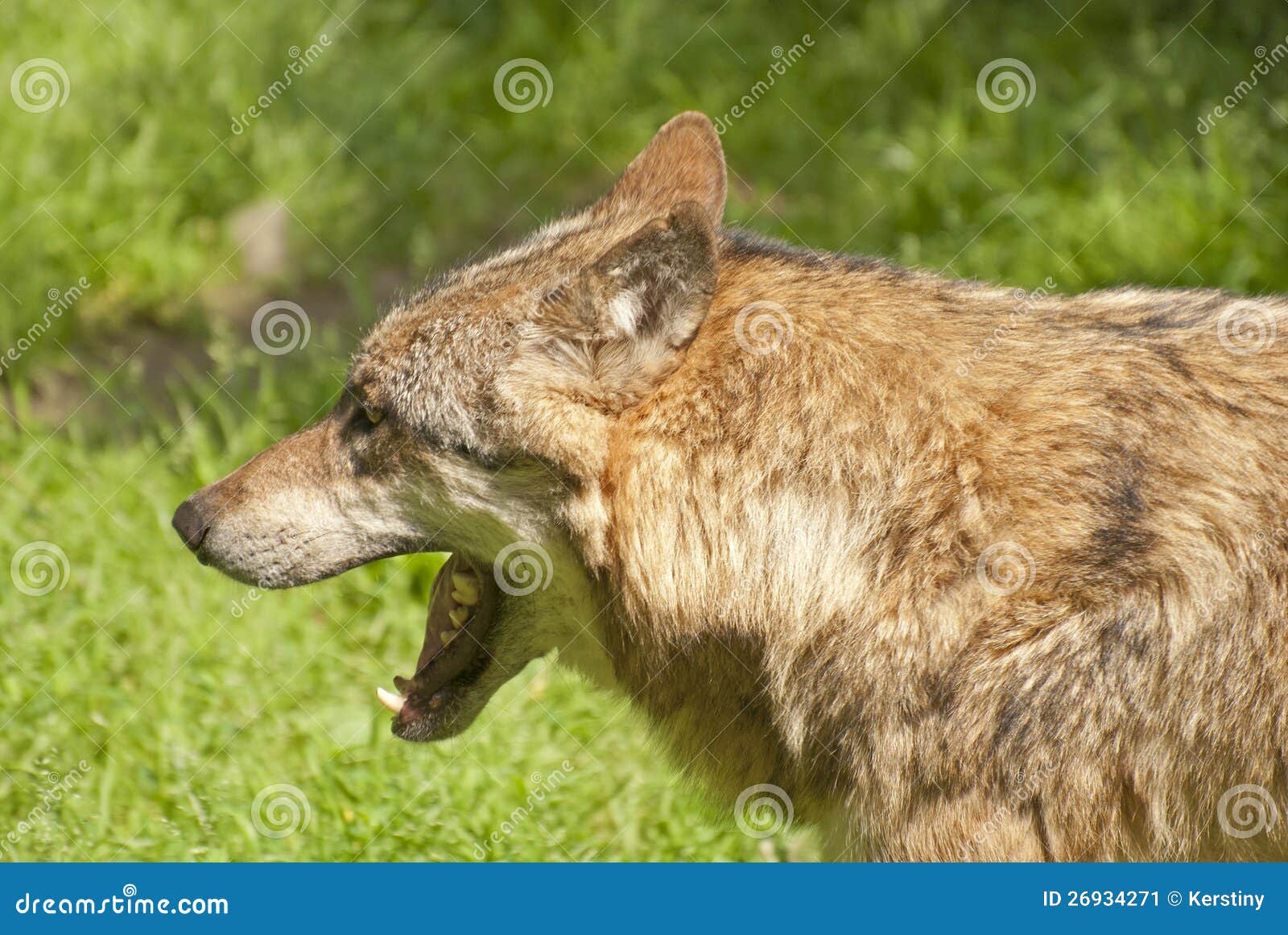 Gray wolf stock image. Image of mammal, forest, snout - 26934271