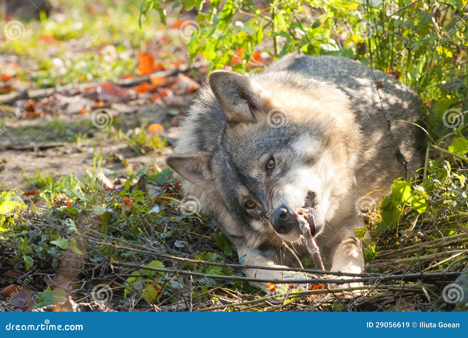 Gray Wolf stock image. Image of forest, wildlife, wolf - 29056619