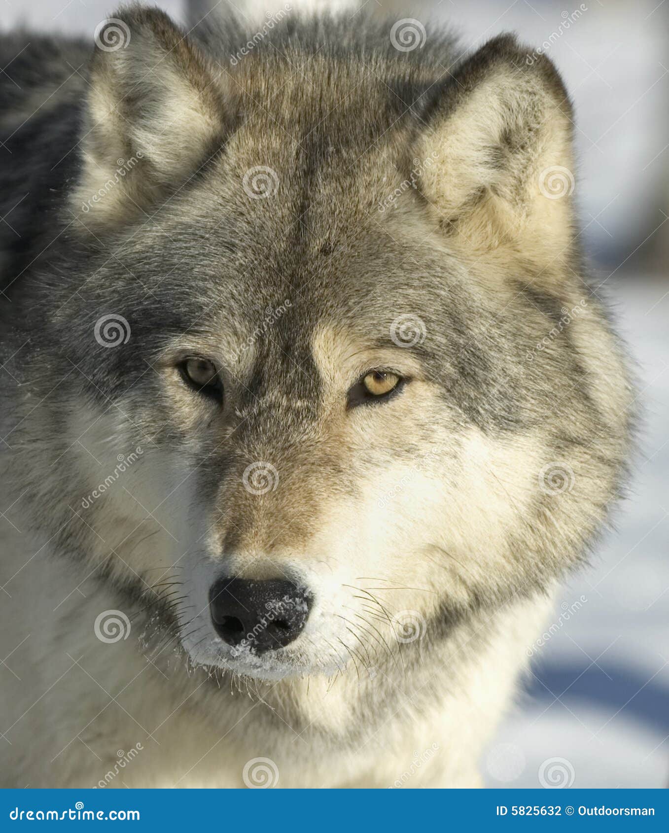 Gray wolf stock photo. Image of outdoors, closeup, nature - 5825632