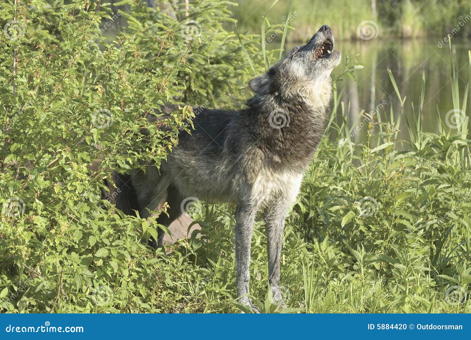 Gray wolf stock photo. Image of wildlife, wolves, wolf - 5884420