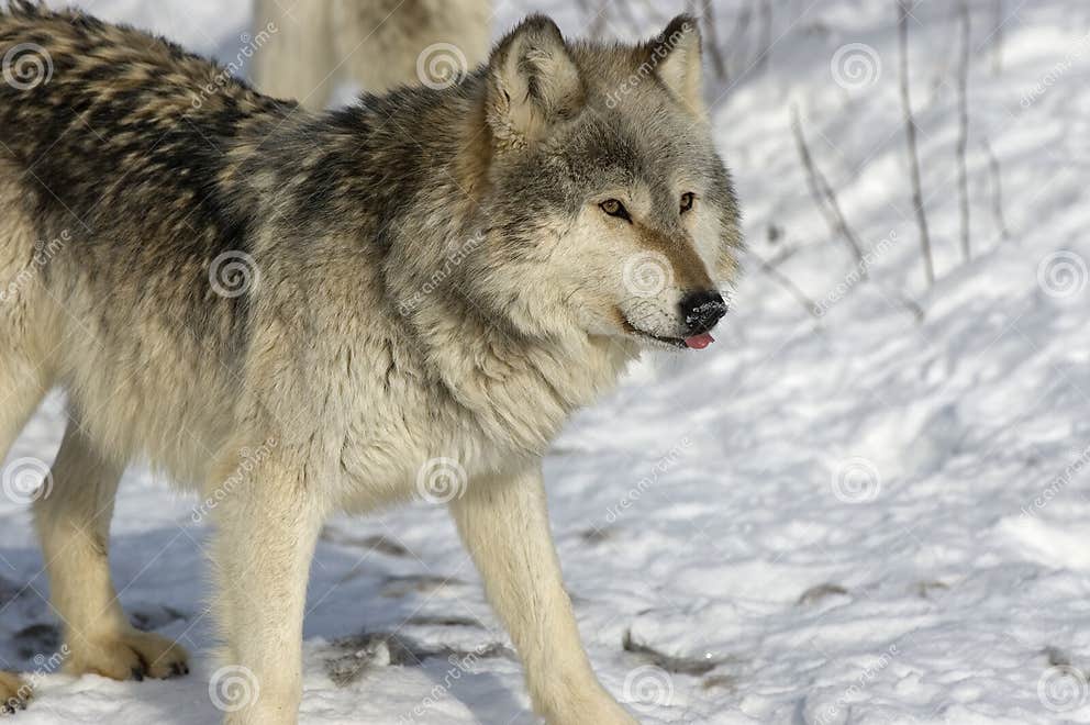 Gray wolf stock image. Image of wolves, winter, timber - 6322979