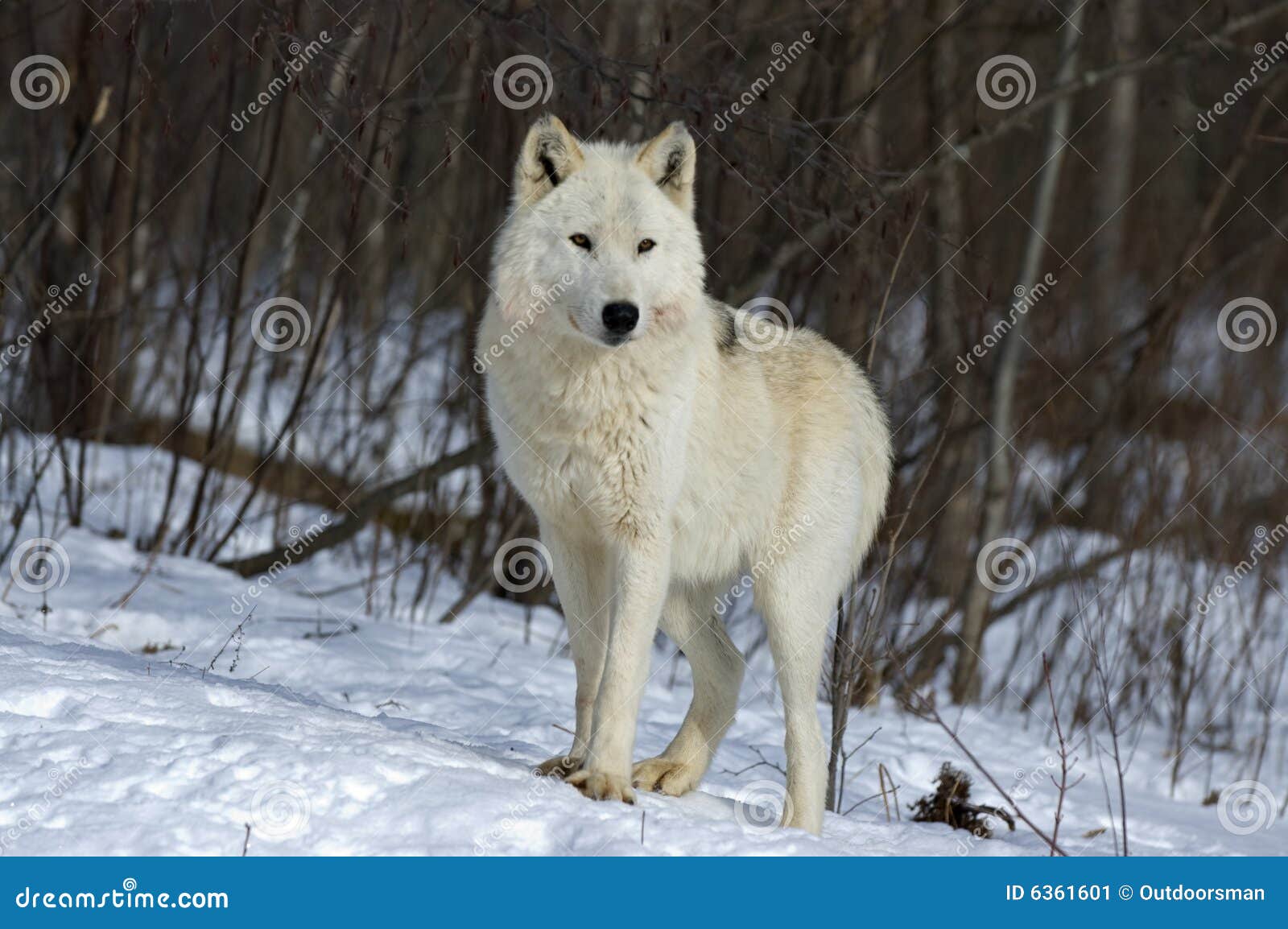 Gray wolf stock image. Image of winter, outdoors, female - 6361601
