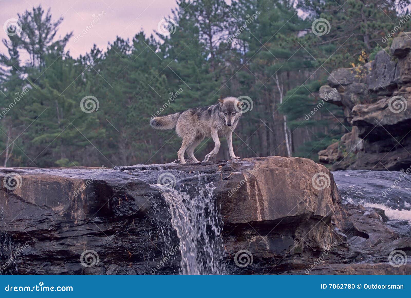 Gray wolf stock photo. Image of wildlife, wild, waterfall - 7062780