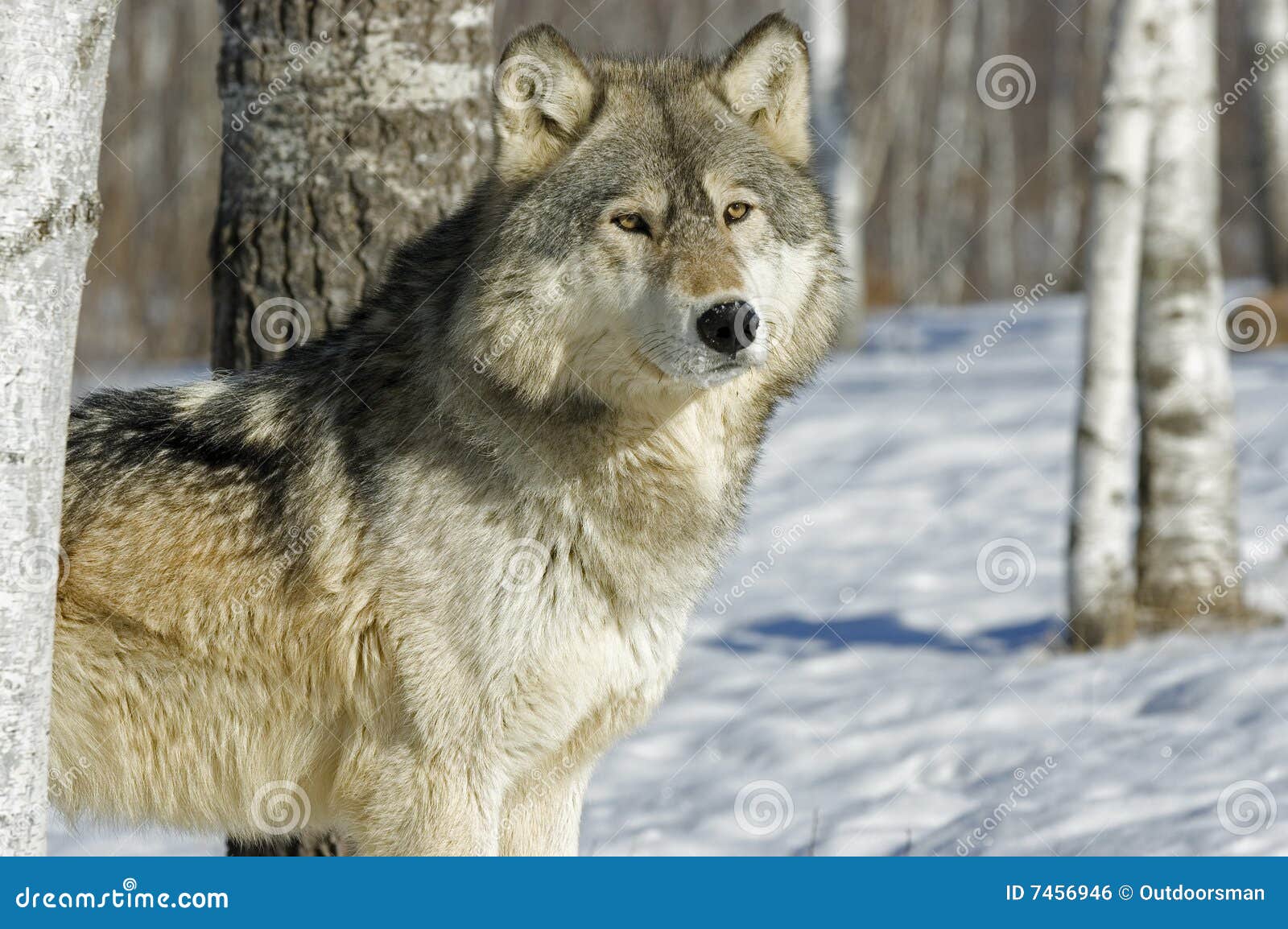 Gray wolf stock photo. Image of outdoors, nature, lupus - 7456946