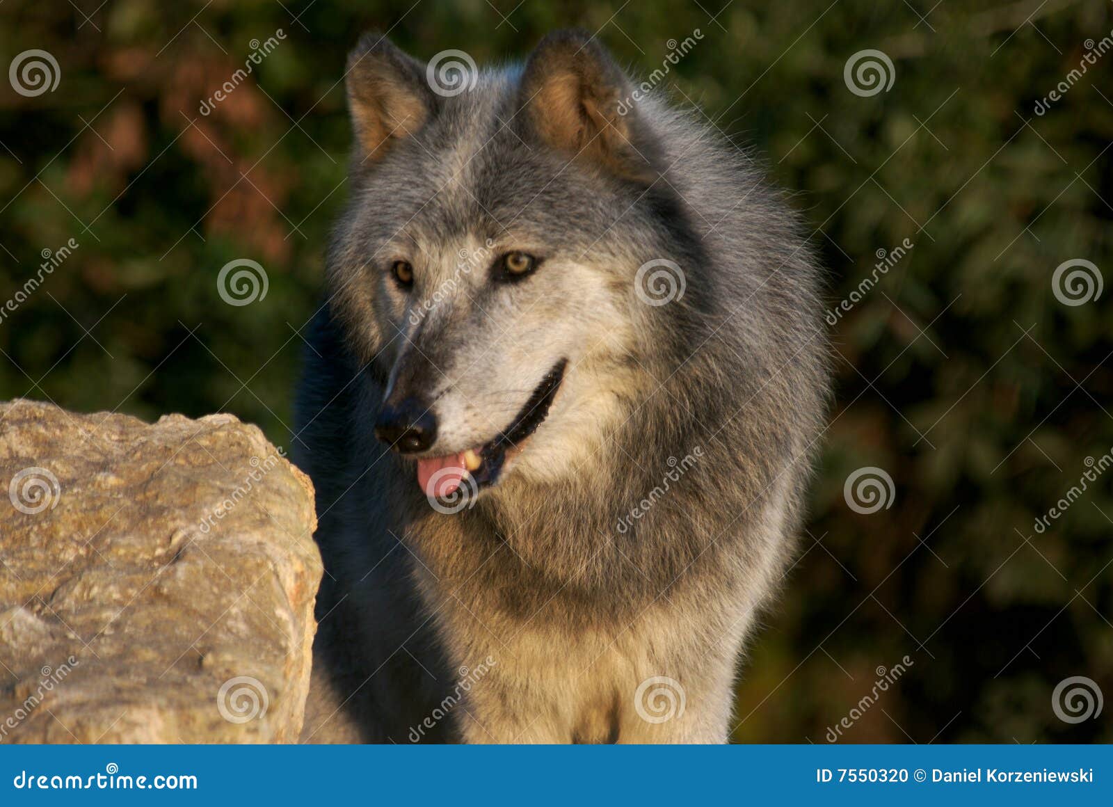 Gray Wolf stock photo. Image of predator, endangered, canis - 7550320