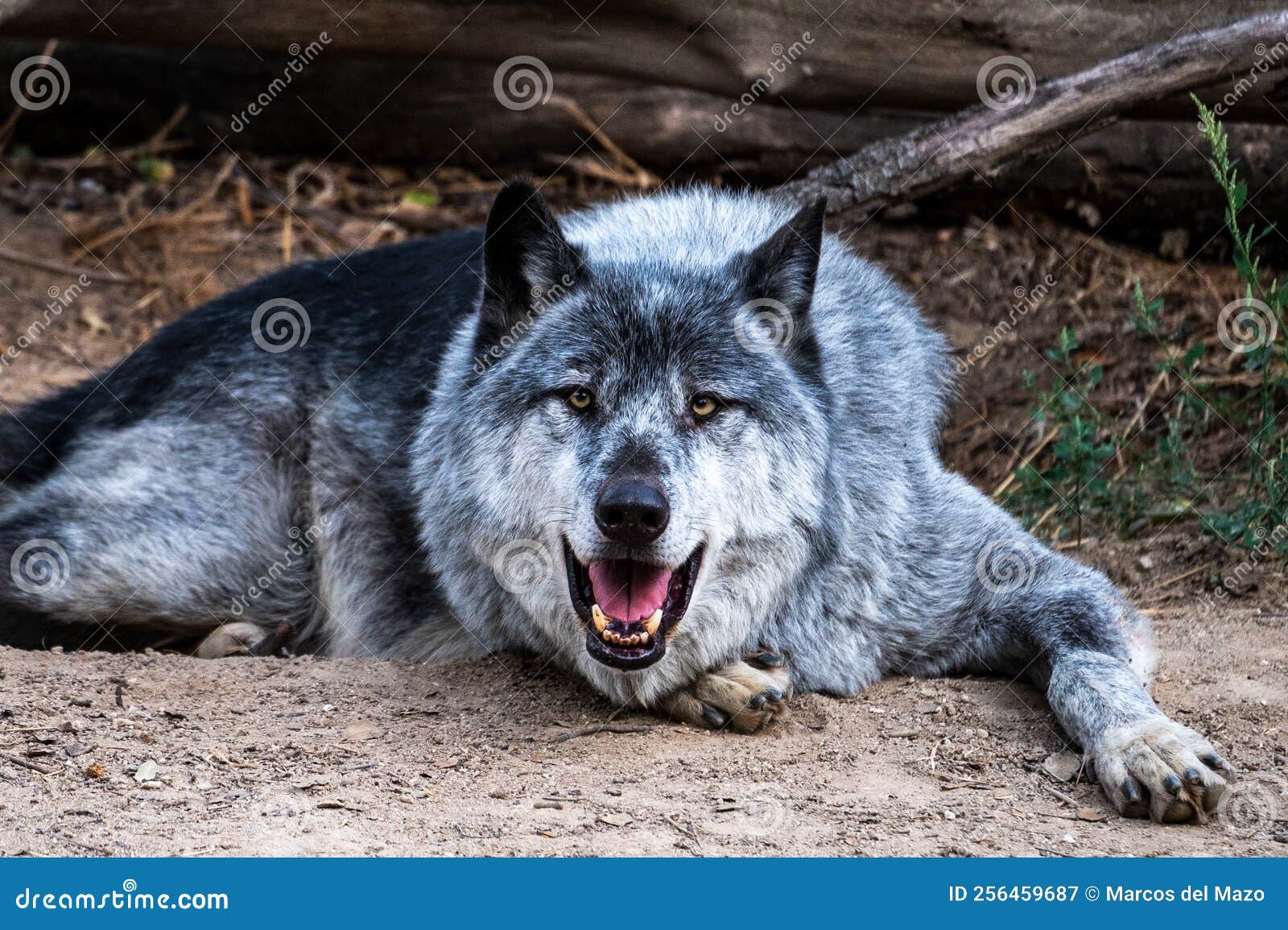 A Gray Wolf with an Aggressive Pose Stock Image - Image of gray, open ...
