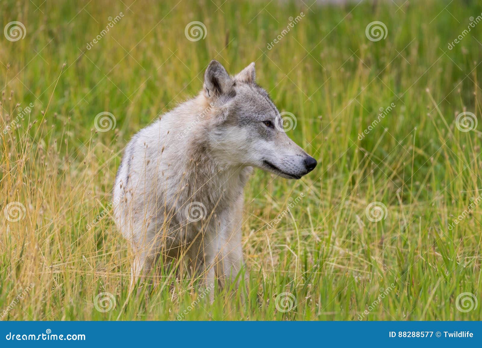 Gray Wolf in Alaska stock image. Image of mammal, wolf - 88288577