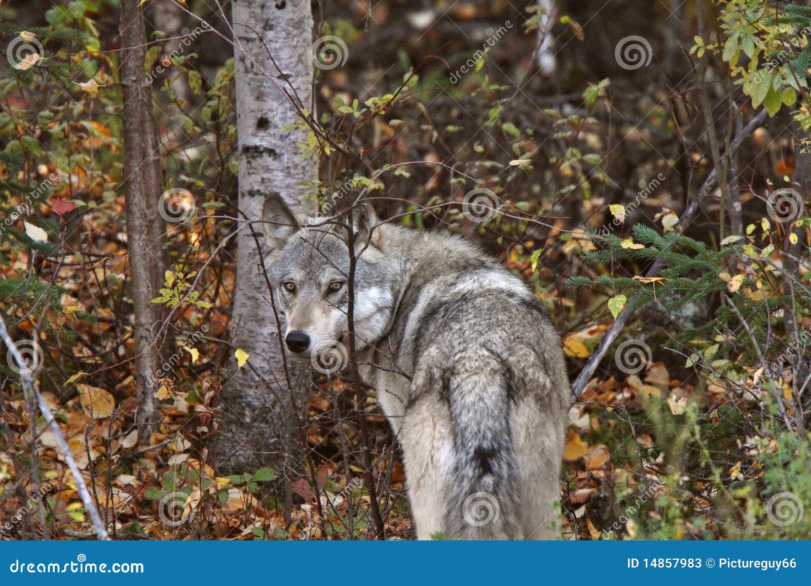 Gray Wolf Along Forest Edge Stock Image - Image of american, walking ...