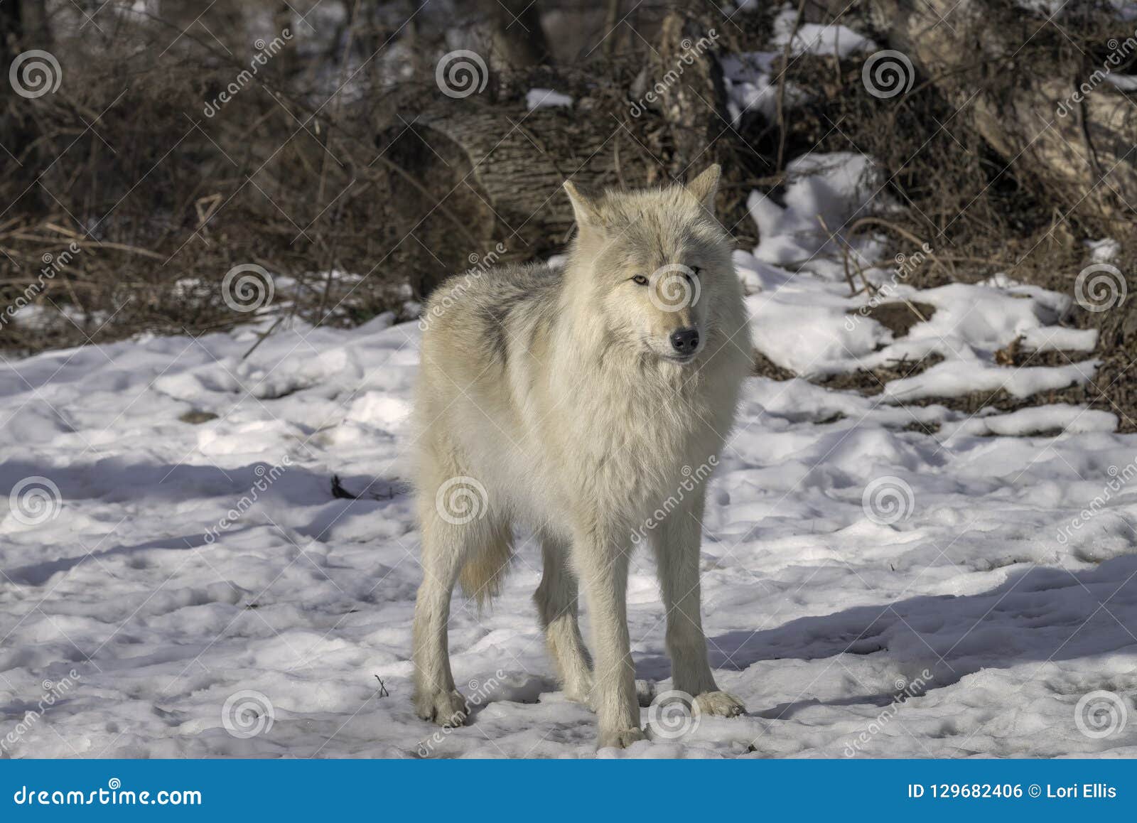Gray Wolf in the Snow stock photo. Image of beautiful - 129682406