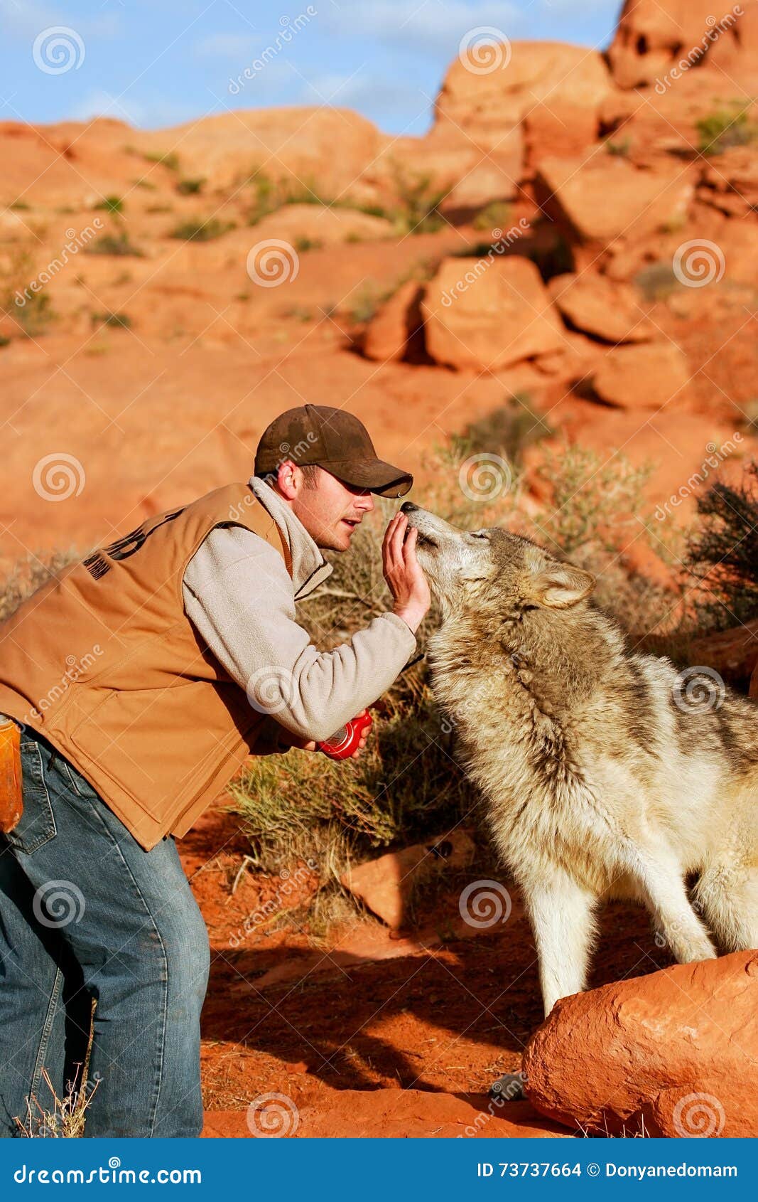 Gray Wolf with an Animal Trainer Editorial Stock Image - Image of ...