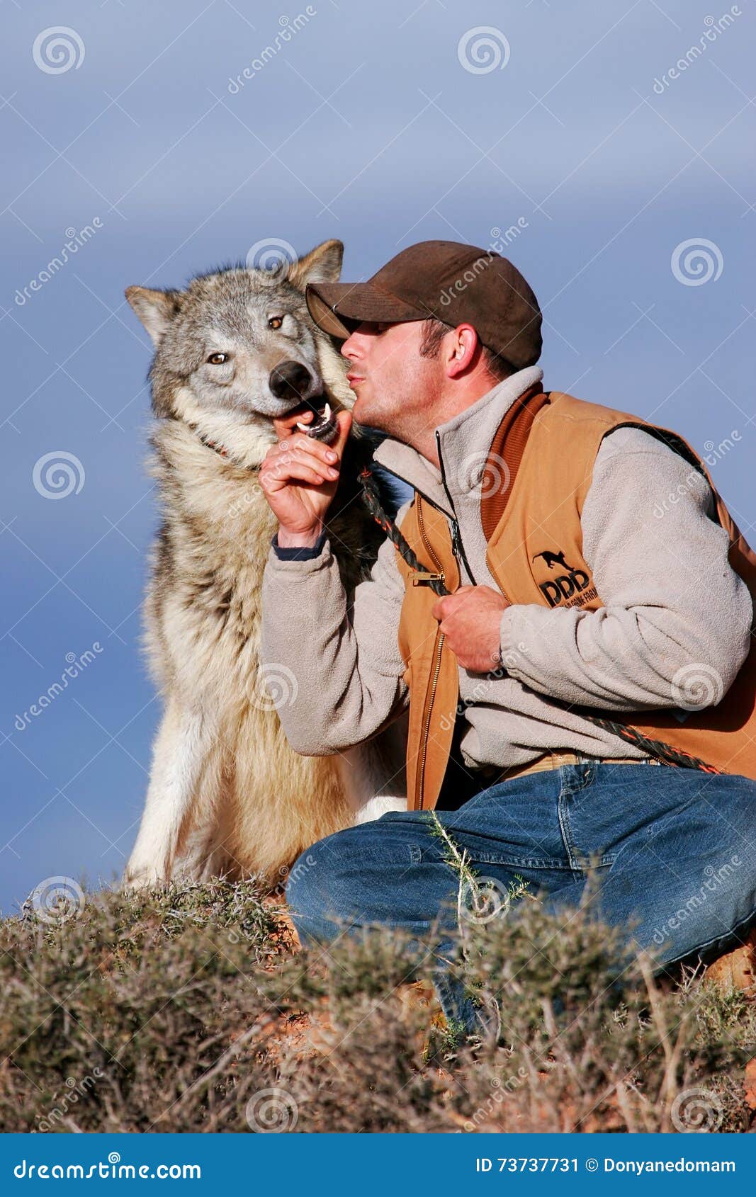 Gray Wolf with an Animal Trainer Editorial Photo - Image of adult ...