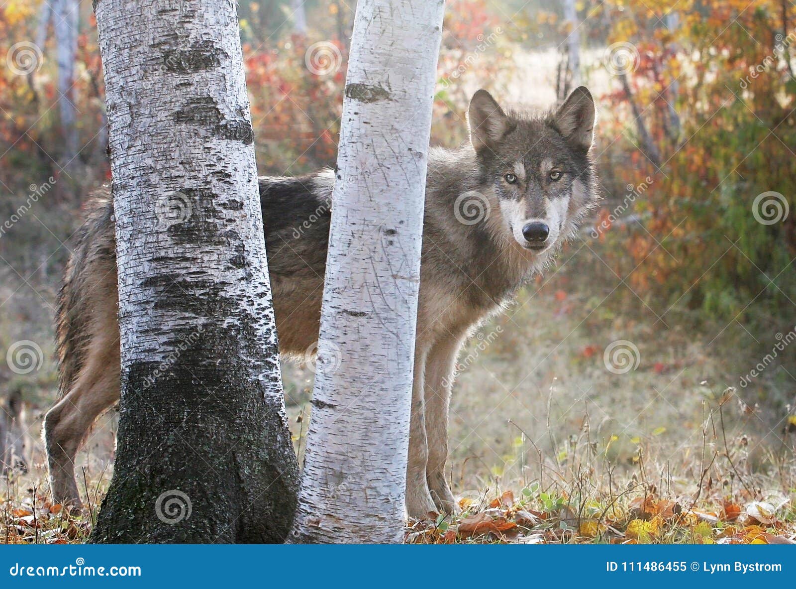 Gray Wolf in Autumn Setting Stock Image - Image of species, autumn ...