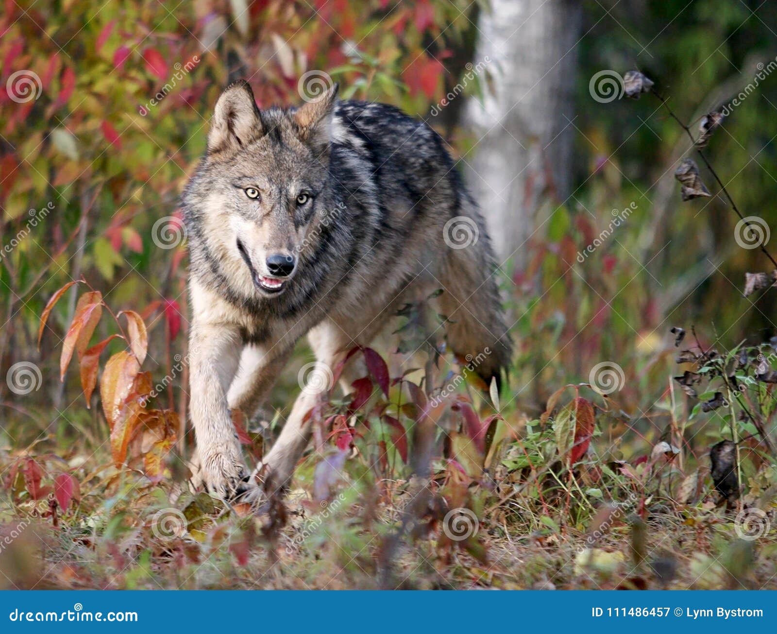 Gray Wolf in Autumn Setting Stock Image - Image of gray, minnesota ...