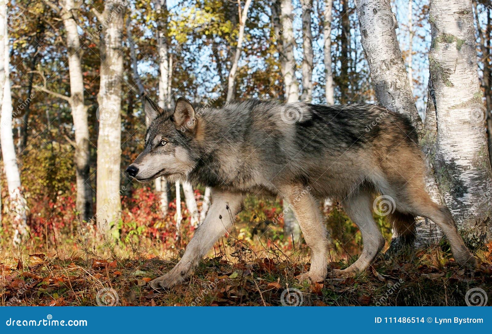 Gray Wolf in Autumn Setting Stock Photo - Image of shoulders, wild ...