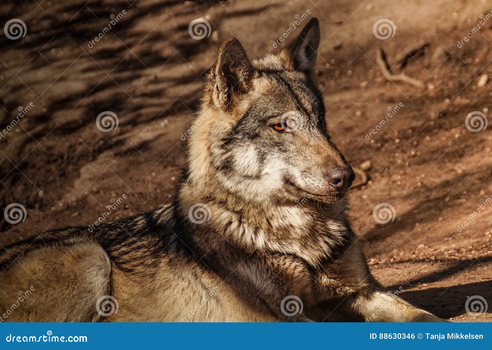Gray wolf stock photo. Image of closeup, grey, strength - 88630346