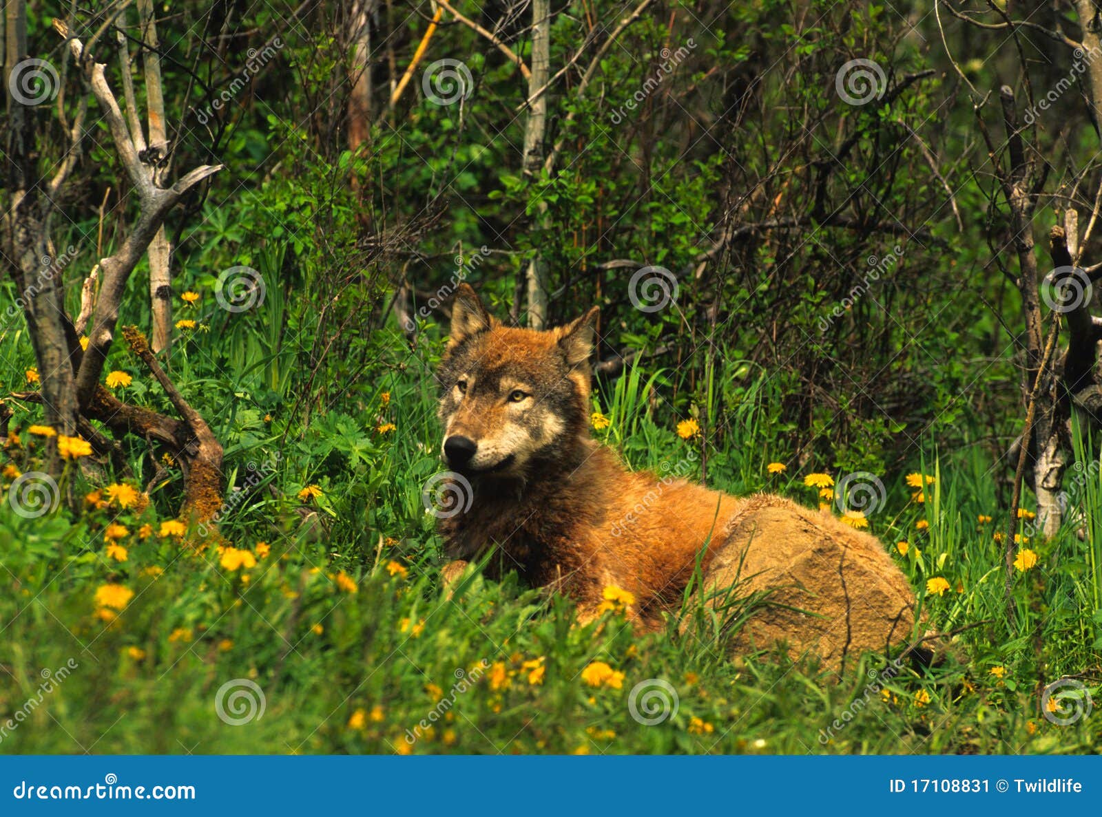 Gray Wolf Bedded in Meadow stock image. Image of wolf - 17108831