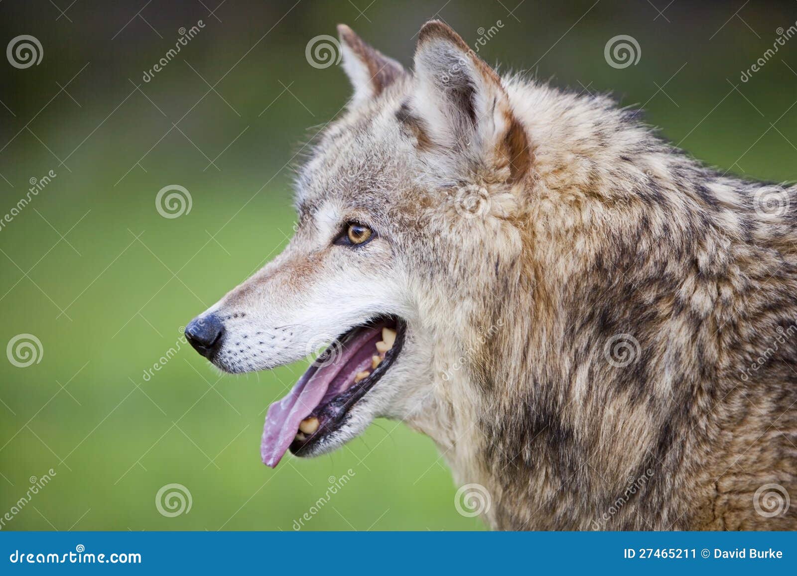 Gray Wolf Grey Canis Lupus Open Mouth Tongue Stock Image ...