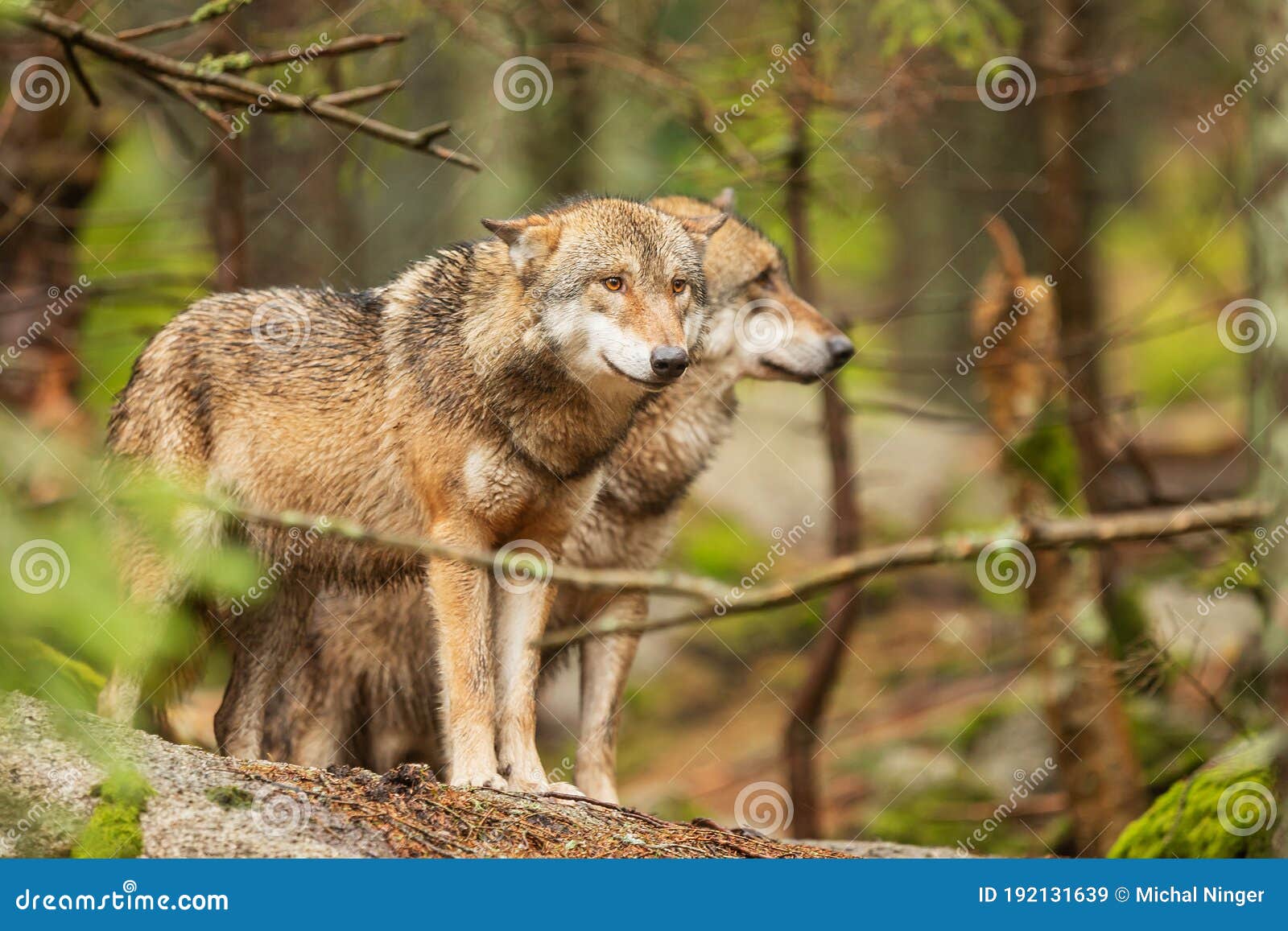 Gray Wolf Canis Lupus Couple Standing Stock Image - Image of moon, cold ...