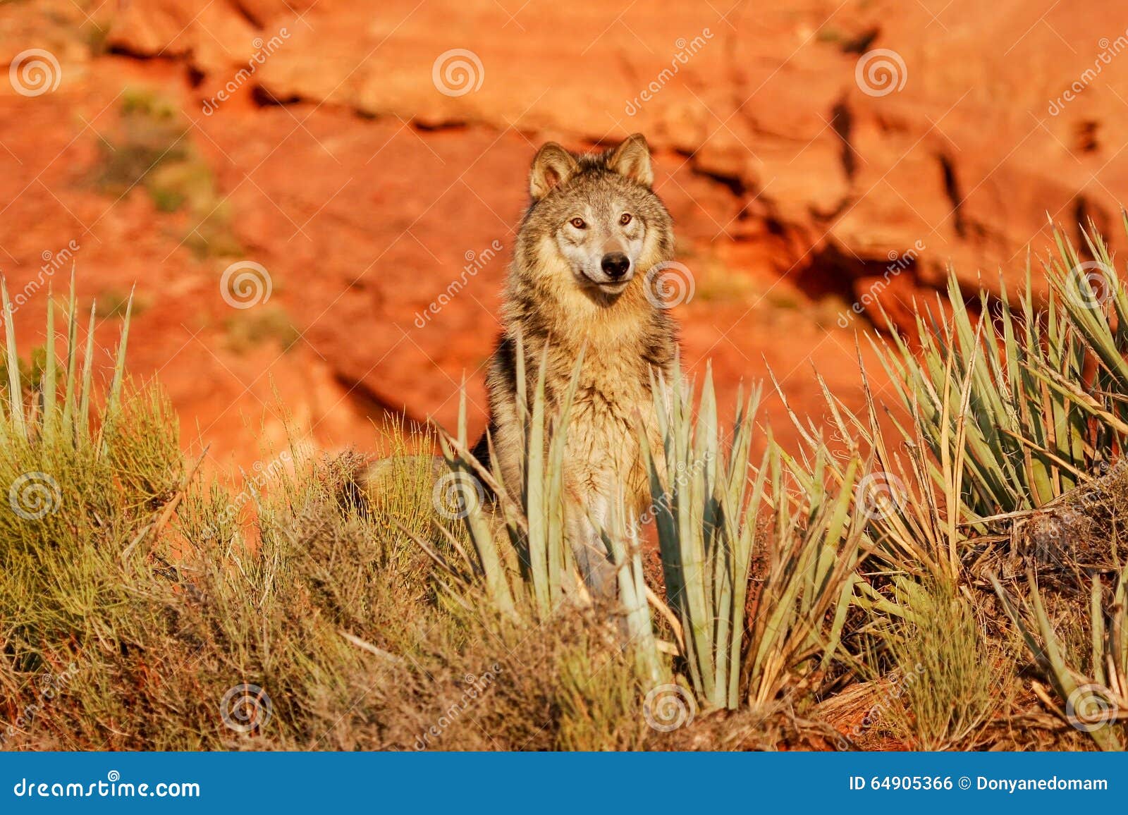 Gray wolf (Canis lupus) stock photo. Image of wolves - 64905366