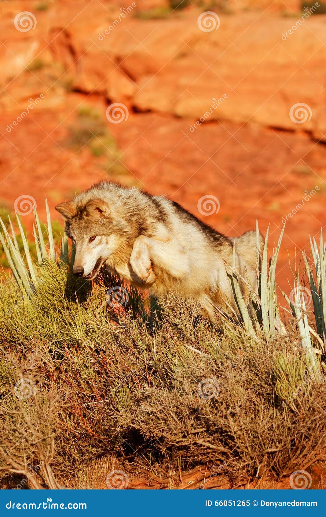 Gray wolf (Canis lupus) stock image. Image of america - 66051265