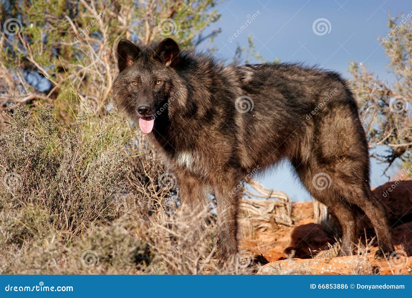 Gray wolf (Canis lupus) stock photo. Image of nature - 66853886
