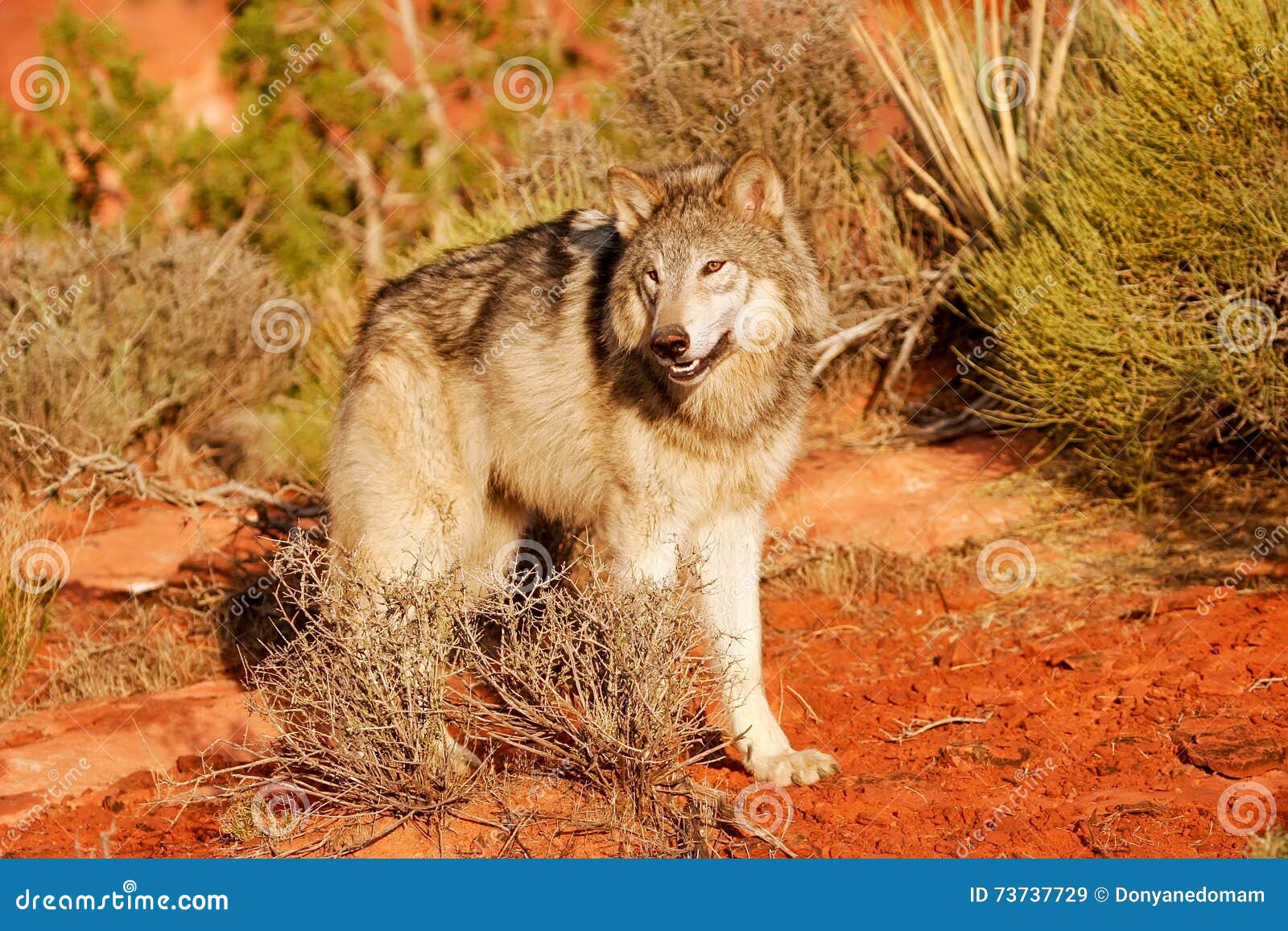 Gray wolf (Canis lupus) stock image. Image of grass, carnivore - 73737729