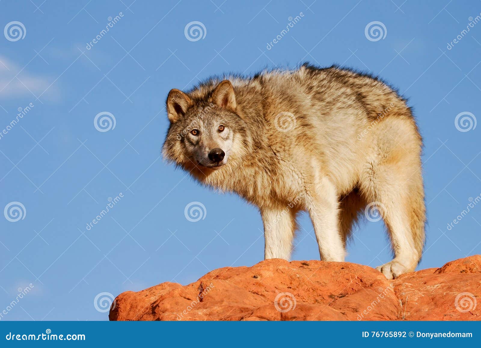 Gray wolf (Canis lupus) stock photo. Image of lupus, canis - 76765892