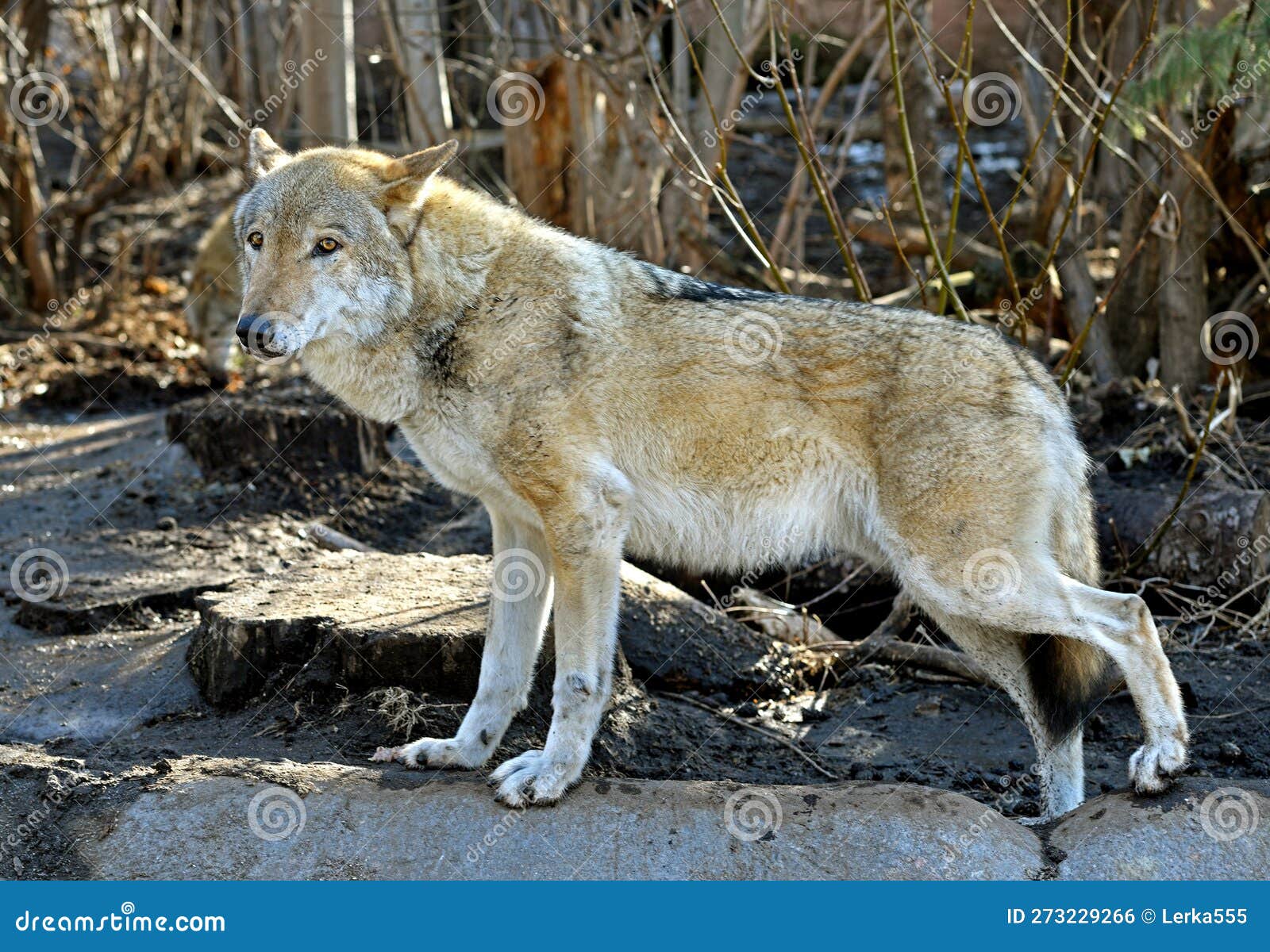 Gray Wolf (Canis Lupus) in Spring Stock Photo - Image of wildlife ...