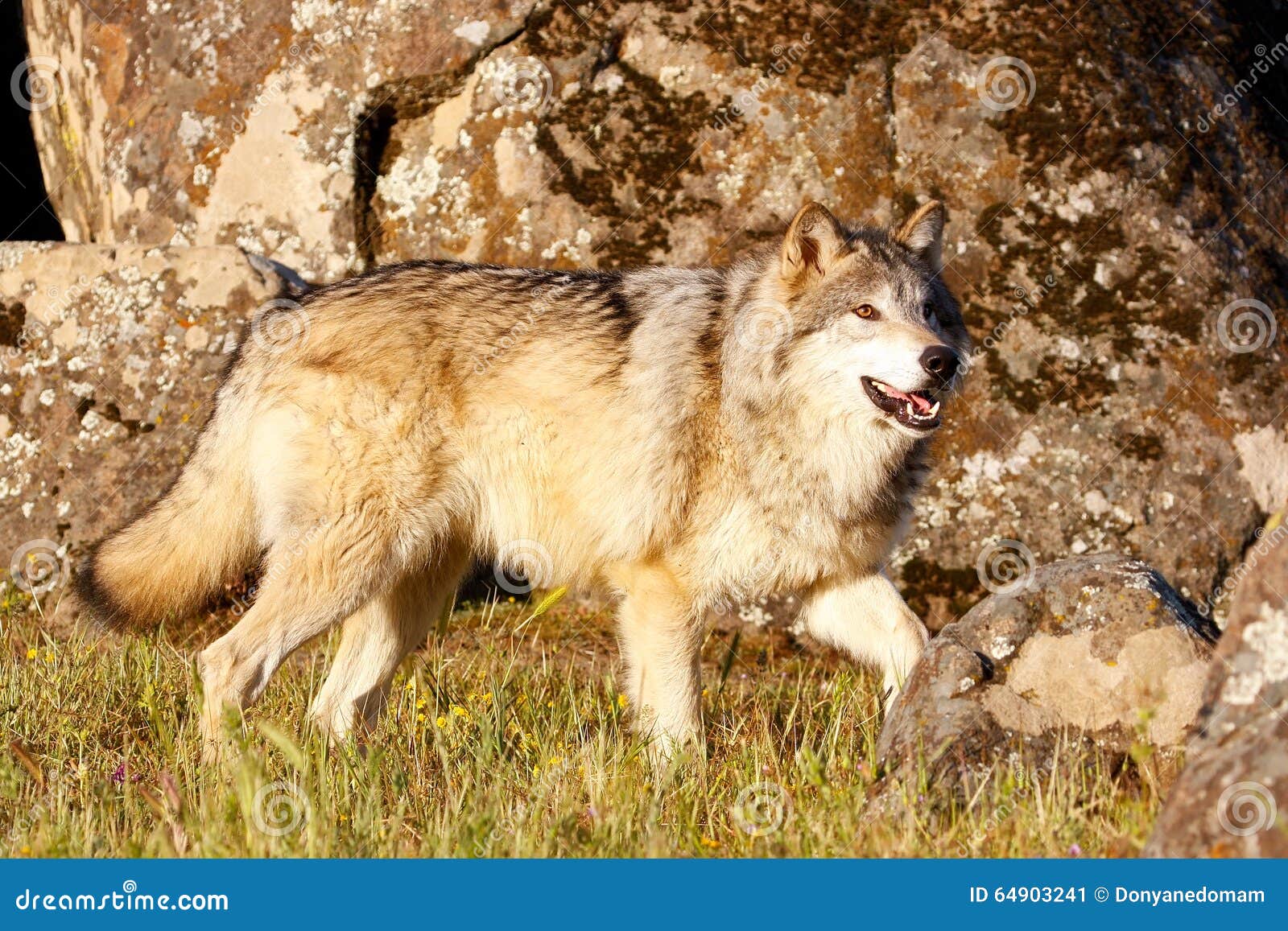 Gray wolf (Canis lupus) stock image. Image of north, western - 64903241
