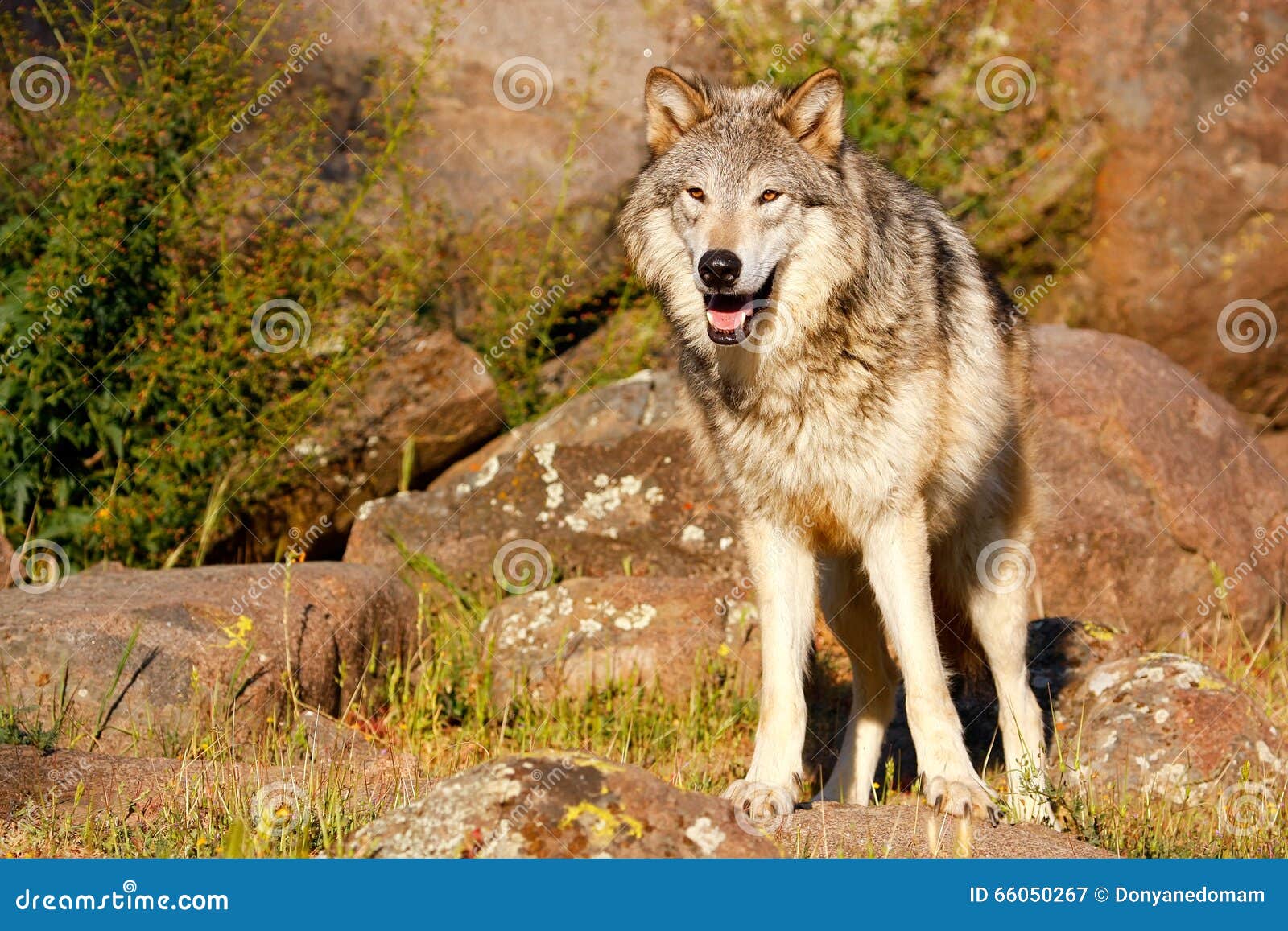 Gray wolf (Canis lupus) stock image. Image of nature - 66050267