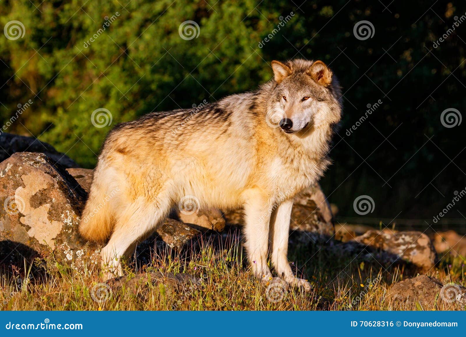 Gray wolf (Canis lupus) stock photo. Image of carnivore - 70628316
