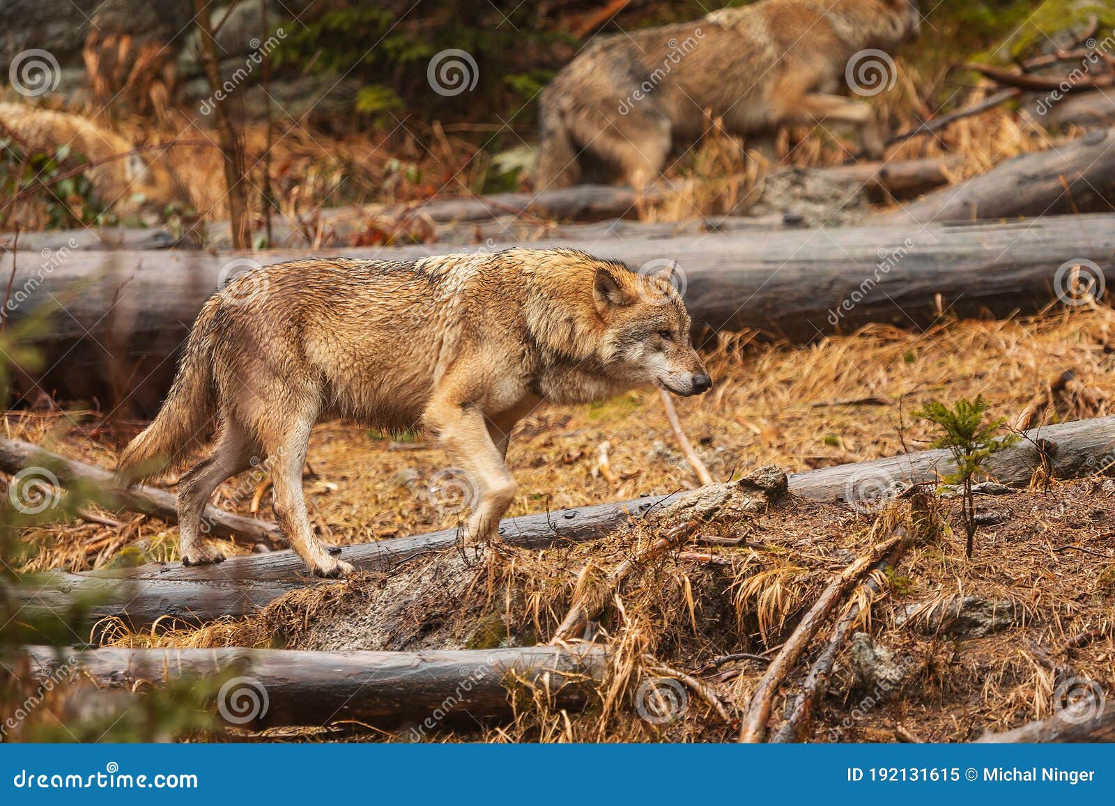 Gray Wolf Canis Lupus Walking Wolf through Forest Landscape Stock Image ...