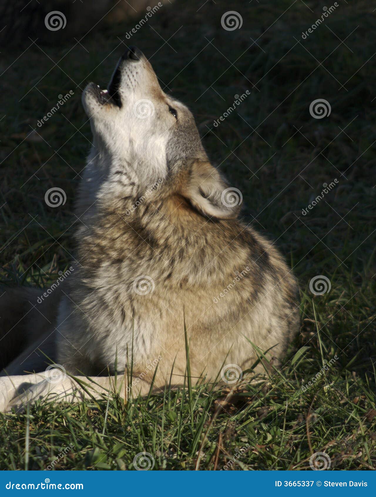 Wolf Howling Side View